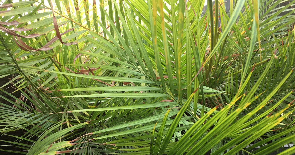 Perluette & Beaufixe : Atelier de création Graphique